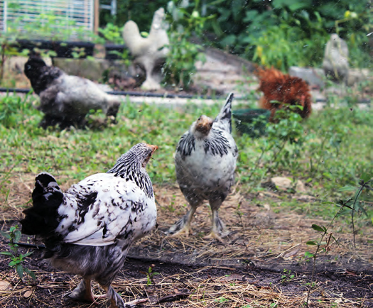 Chicken Enrichment: Toys for Chickens - Backyard Poultry